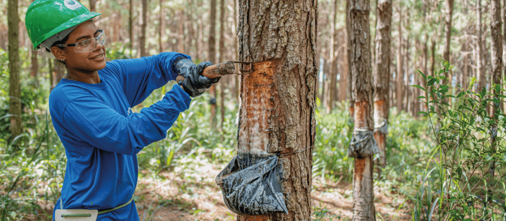 Extração de renda na floresta - Grupo Resinas Brasil